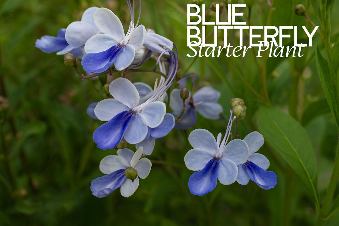 Blue Butterfly Bush - Clerodendrum Ugandense - Blue Wings Live Rooted ...