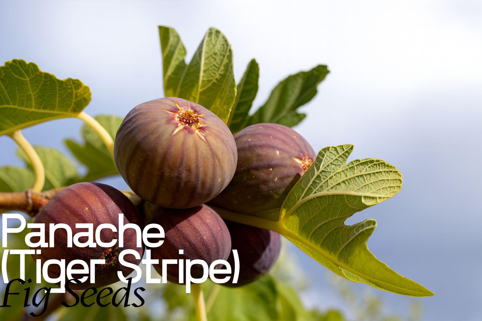 Panache Tiger Stripe Fig Seeds Striped Fruit Tree 100 Seed Pack - Etsy