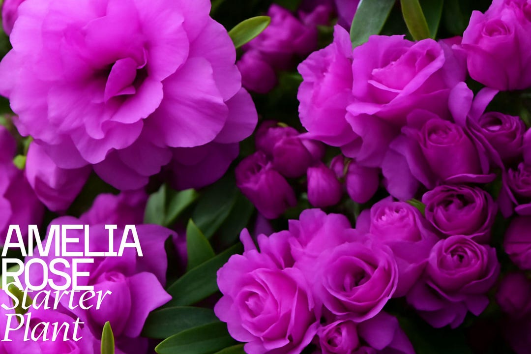 Amelia Rose Azalea Rhododendron - Live Rooted Starter Plant - Deciduous ...