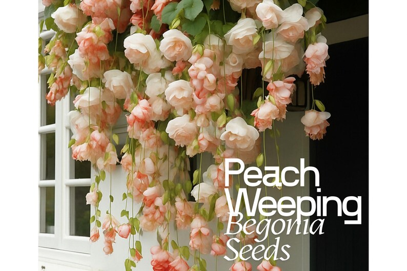 Peach Weeping Begonia Seeds – Rare Hanging Flower – Trailing Blooms for ...