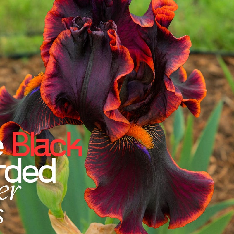 Black Iris - Etsy
