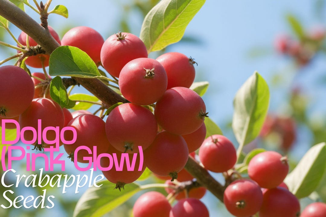 Dolgo Crabapple Seeds - Pink Glow Variety - Hardy Ornamental Fruit Tree ...