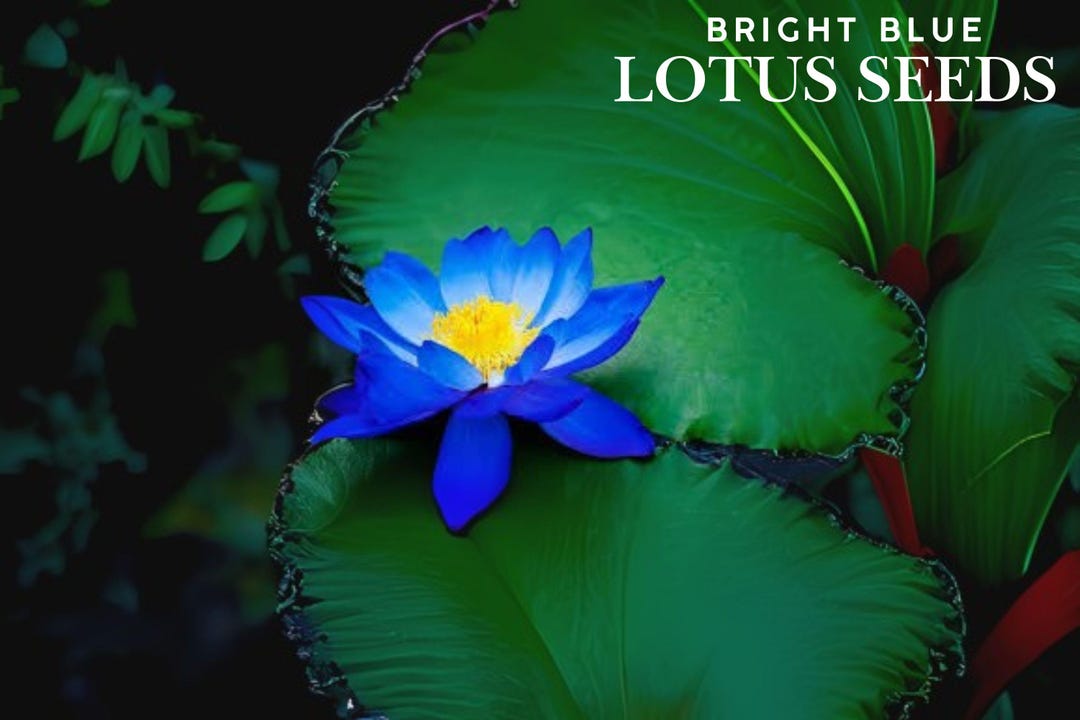 5 Bright Blue Lotus Seeds - Water Garden Flower - Exotic Aquatic Plant ...