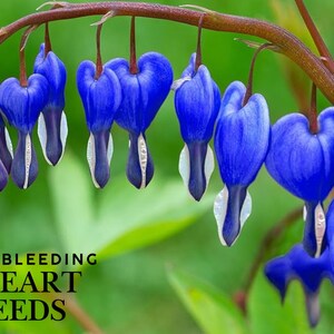 25 Blue Bleeding Heart Seeds - Rare Shade Flower - Heart Shaped Blue ...