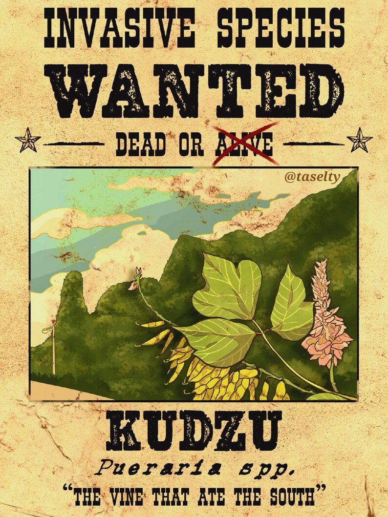 Kudzu Invasive Species Wanted Series Die-cut Vinyl Sticker (2" Length ...