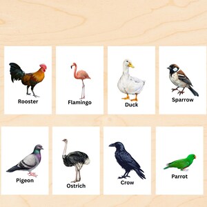 20 Birds Flashcards Printable Birds Flashcards,bird Name Flashcards ...
