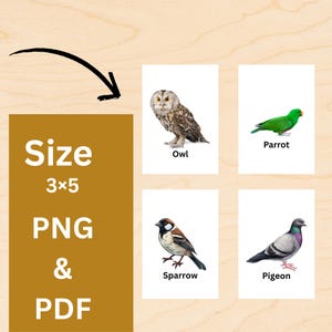 20 Birds Flashcards Printable Birds Flashcards,bird Name Flashcards ...