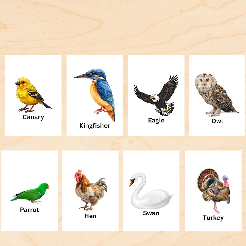 20 Birds Flashcards Printable Birds Flashcards,bird Name Flashcards ...