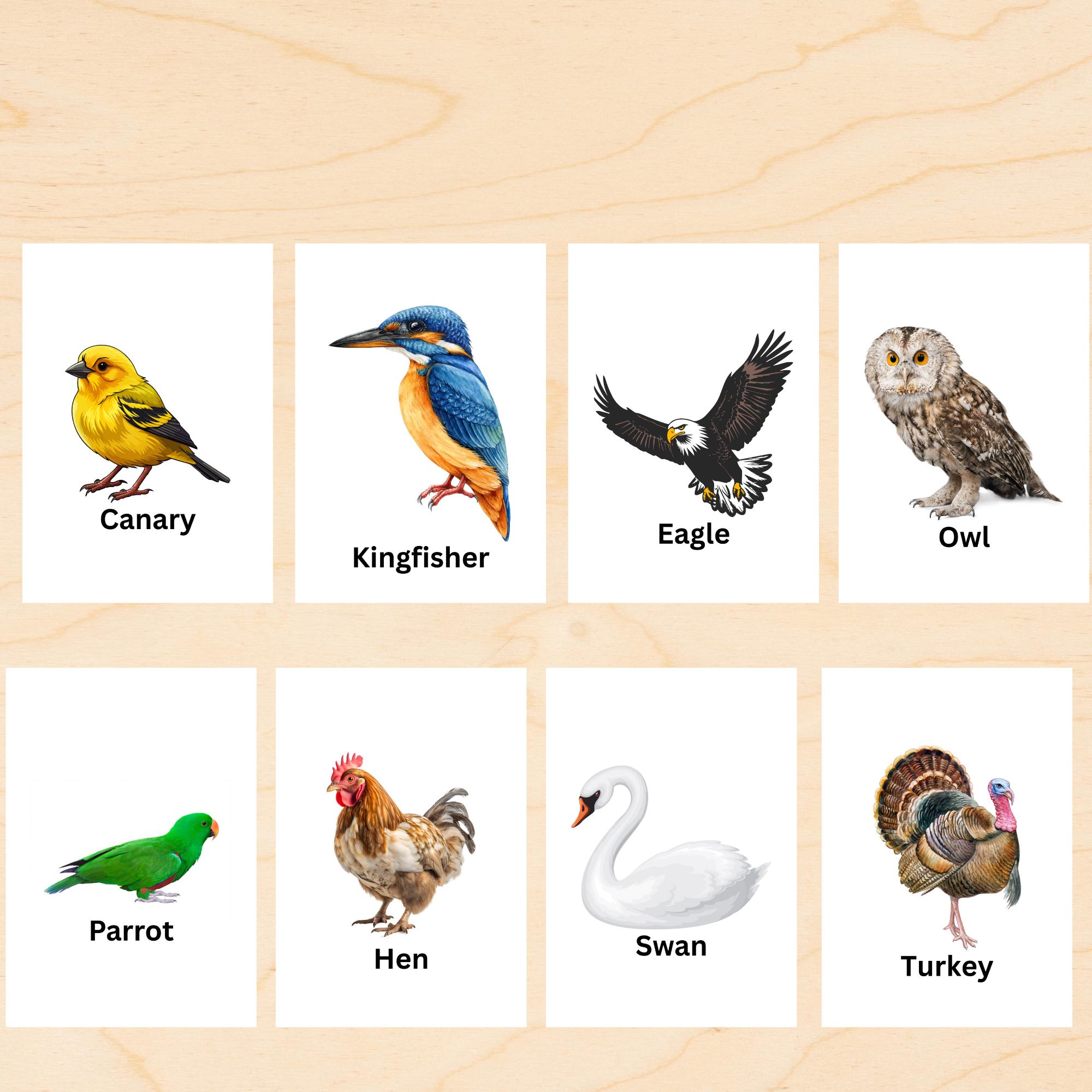 20 Birds Flashcards Printable Birds Flashcards,bird Name Flashcards ...