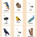 20 Birds Flashcards Printable Birds Flashcards,bird Name Flashcards ...