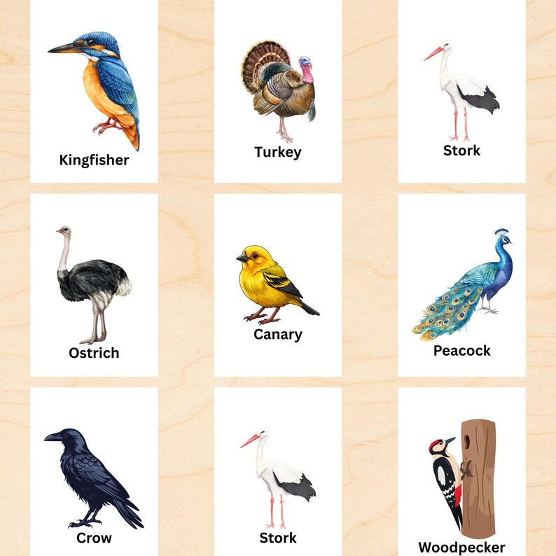 20 Birds Flashcards Printable Birds Flashcards,bird Name Flashcards ...