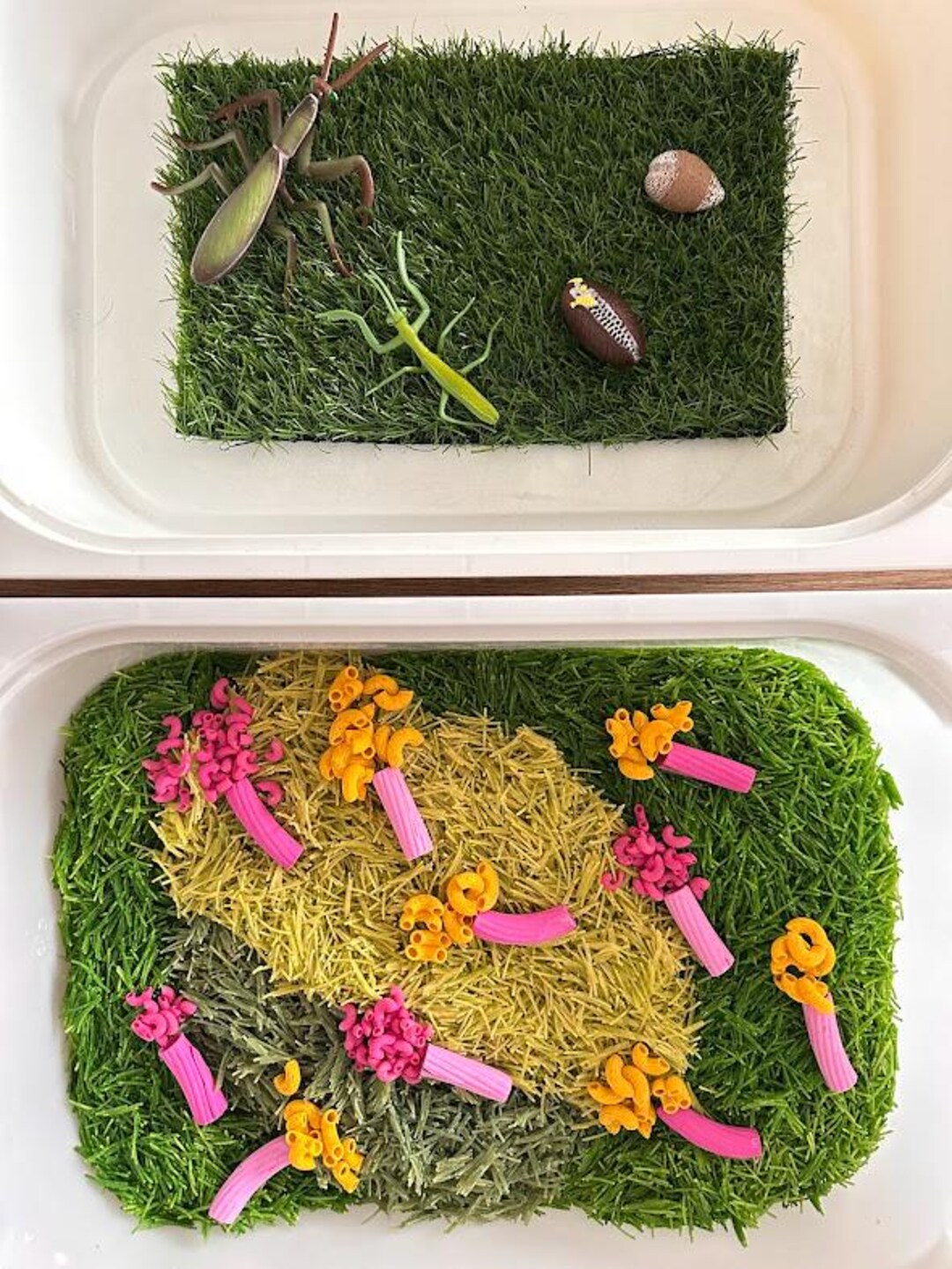 Mantis Cycle of Life Sensory Kit - Etsy