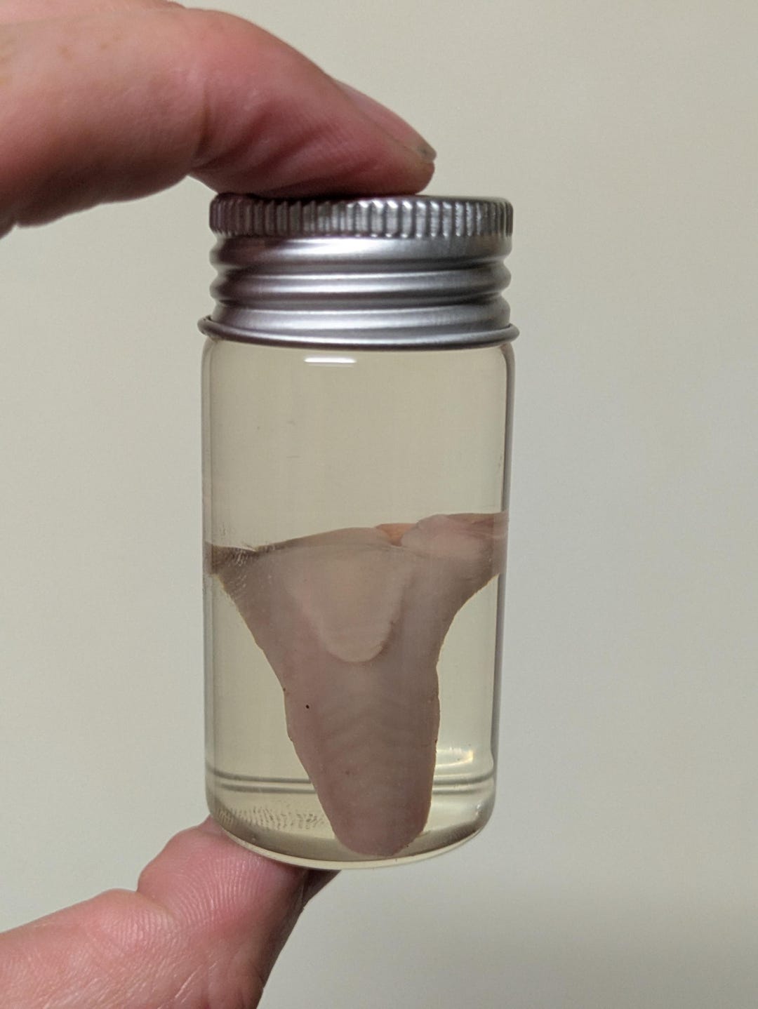 Preserved Rabbit Tongue Wet Specimen: Ethically Sourced Curiosity ...