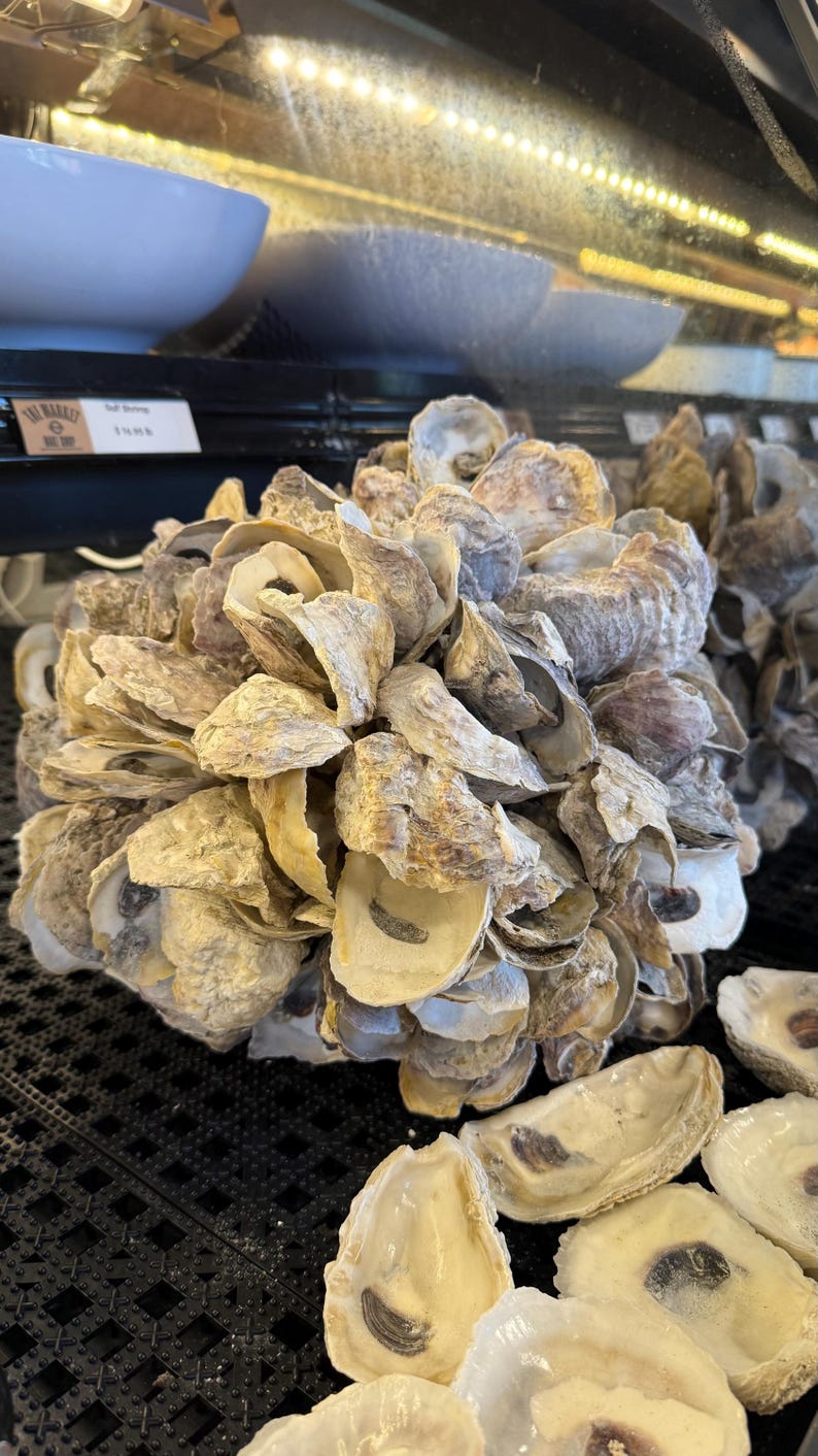 Oyster Shells - 3"+, 3.5"+, & Mix:(random Variety of All Sizes) Craft ...