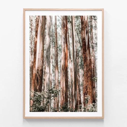 Australian Photography Otways Native Forest Wall Art - Etsy Australia
