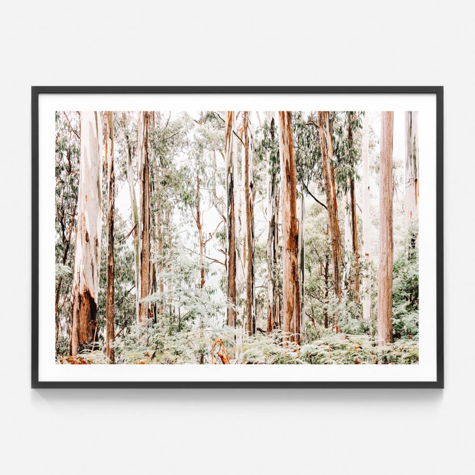 Australian Photography | Otways | Native | Forest Wall Art | Gum ...