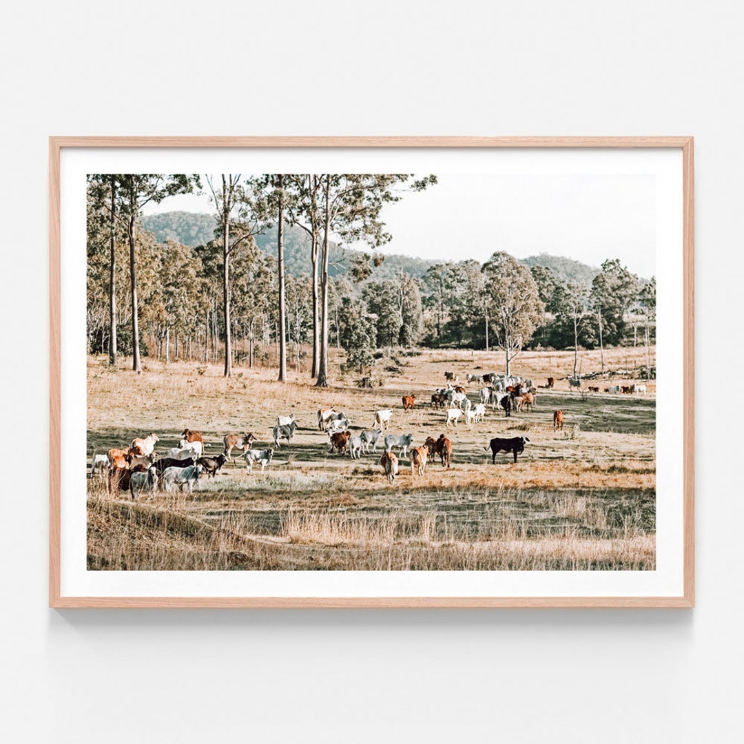 Australian Photography | High Country | Bush | Outback | Country | Cows ...