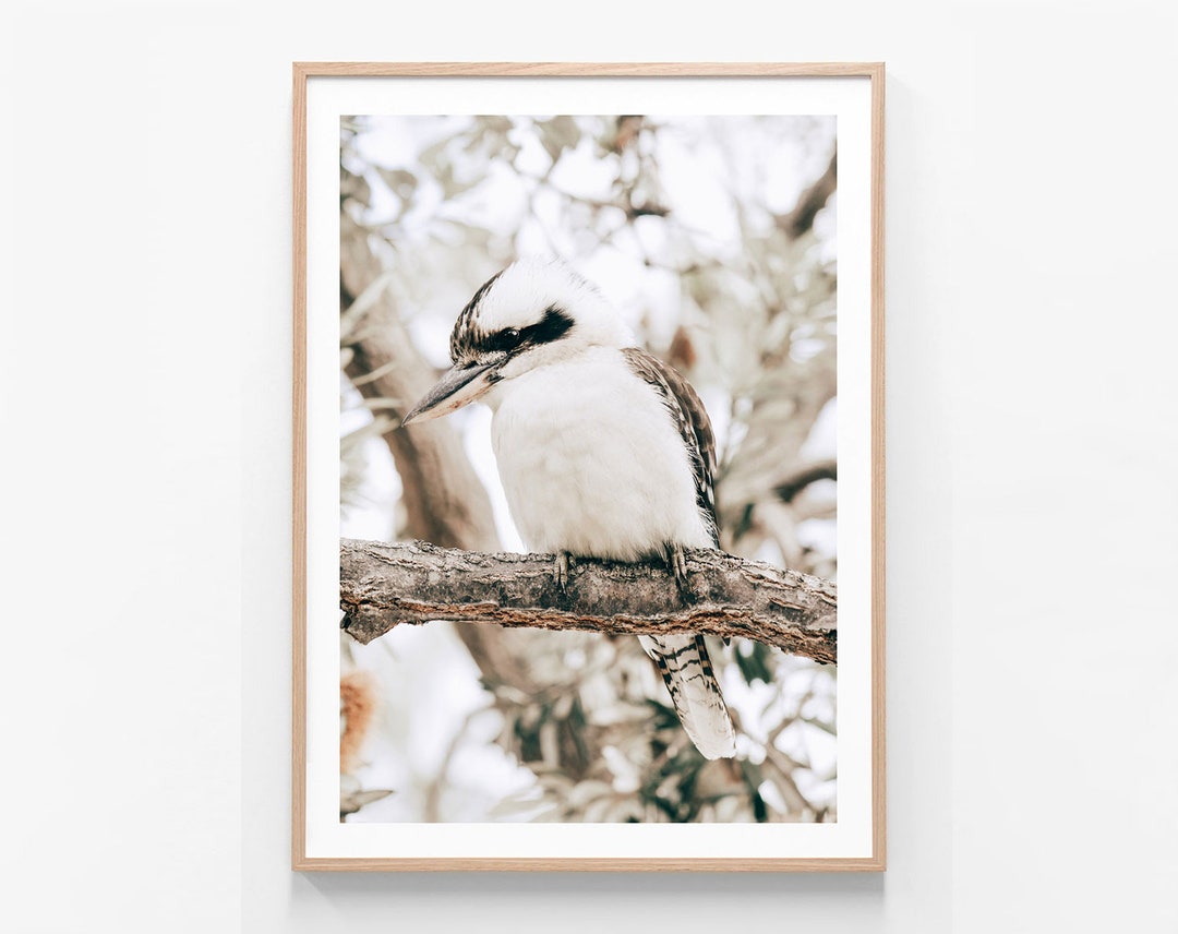 Australian Native Bird Wall Art | Perching Kookaburra | Framed Print or ...