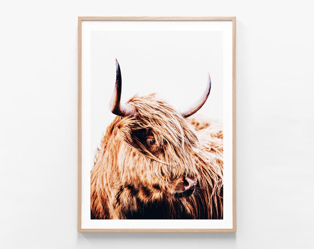 Highland Cow Print | Hamish | Wall Art | Scottish | Cattle | Animal ...