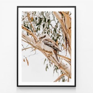 Australian Native Bird Wall Art | Kookaburra | Framed Print or Poster ...