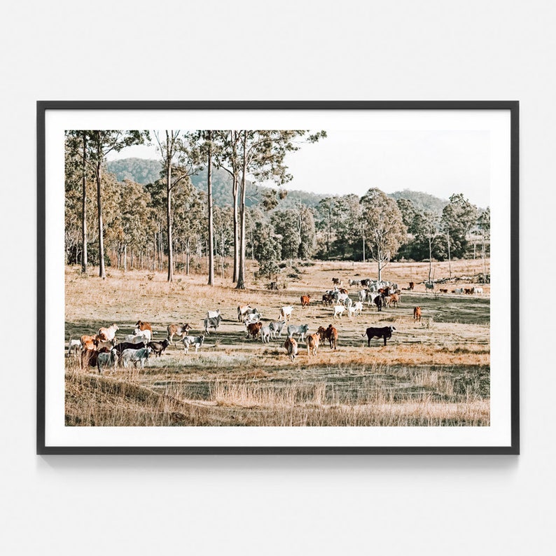 Australian Photography | High Country | Bush | Outback | Country | Cows ...