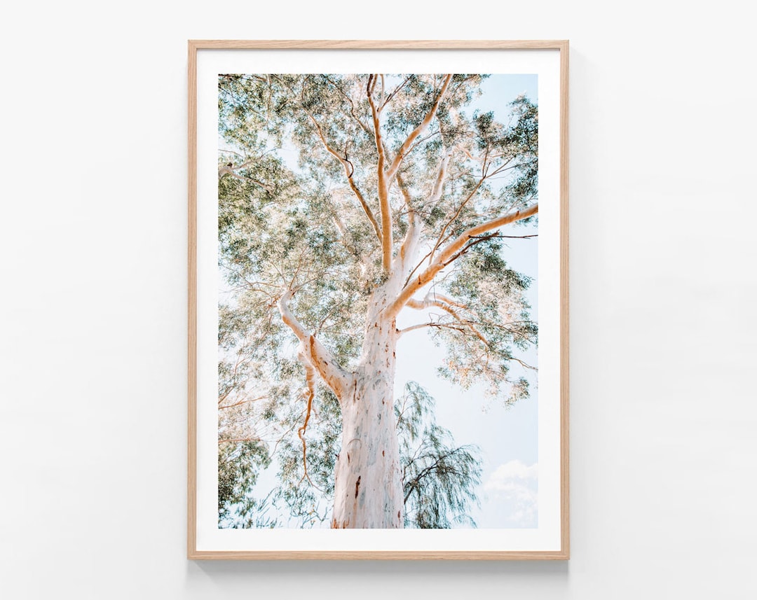 Australian Native Photography | Majestic Gum | Bush | Forest Wall Art ...