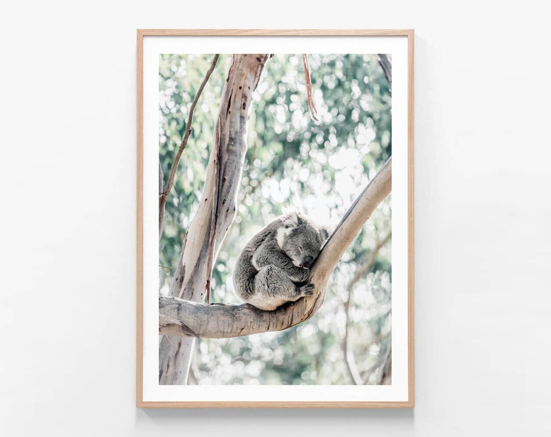 Australian Native Photography Sleepy Koala Sleeping Gum - Etsy