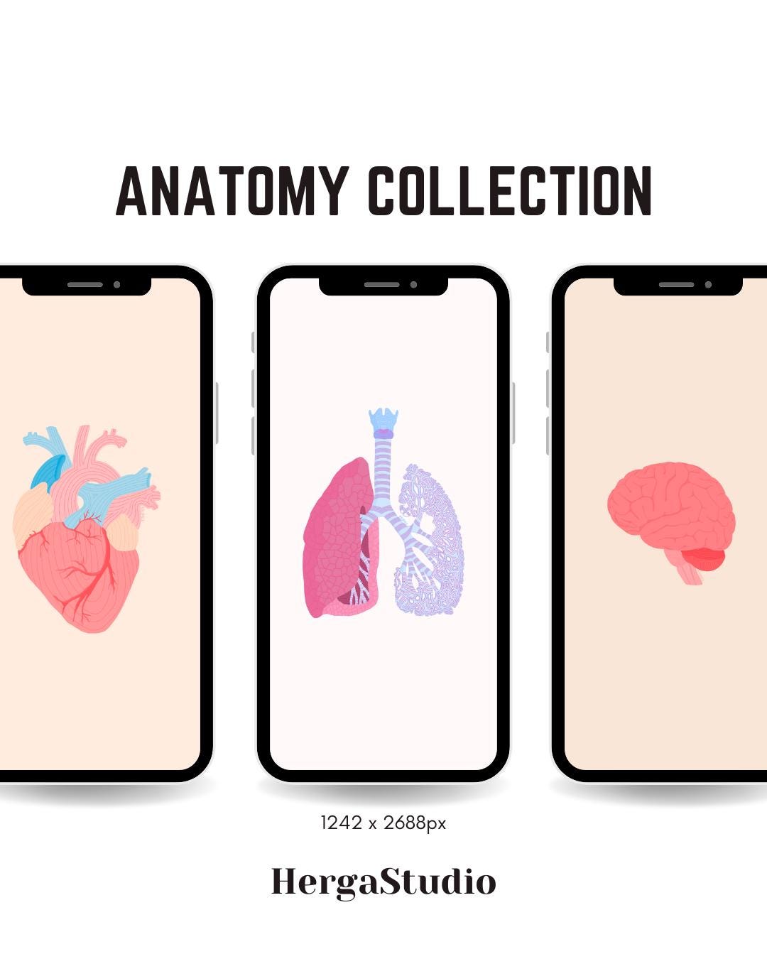 Aesthetic Minimalist Anatomy Wallpapers | Pastel Medical Art (heart ...