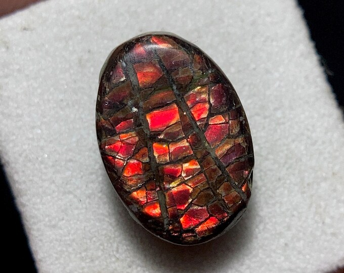 Natural Ammolite Fossil Stone - 3.33 Cts 11.1x7.5x3.6 MM - With Vibrant ...