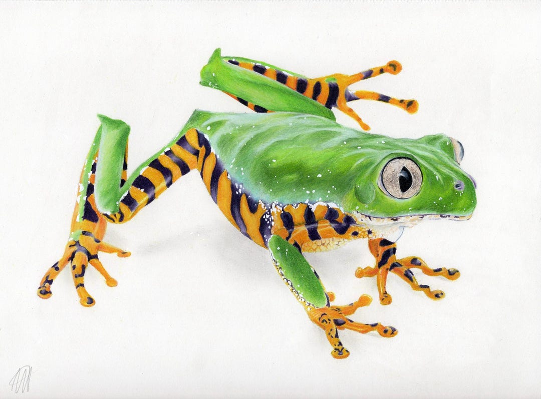 Tiger Striped Monkey Frog - Etsy