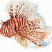 A Lion Fish -print From Original Watercolor Painting, Holiday Present ...