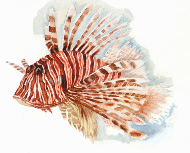 A Lion Fish -print From Original Watercolor Painting, Holiday Present ...
