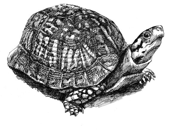 A Turtle 11x8.5 Pen Drawing Print From Original Holiday - Etsy