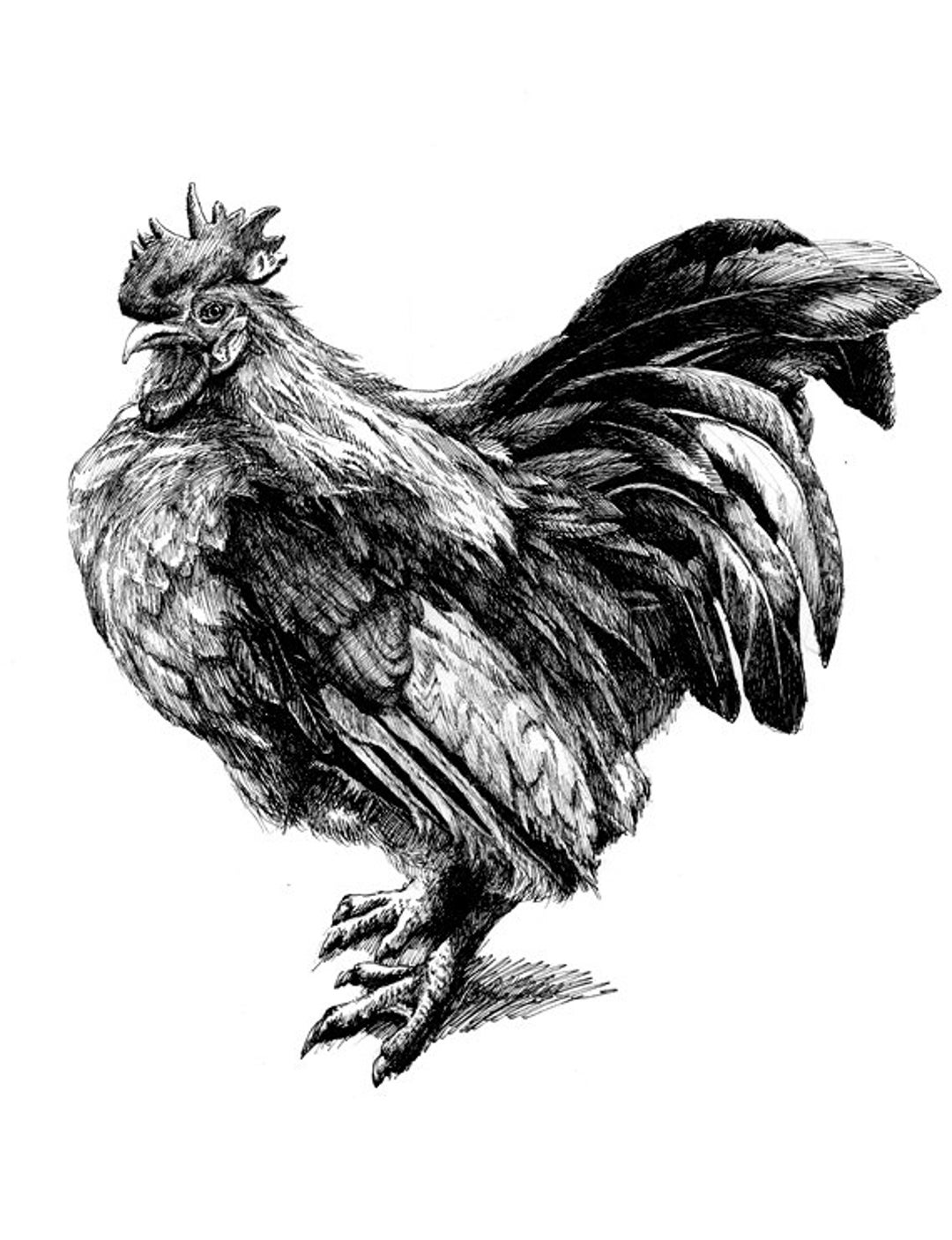 Rooster 11x8.5 Pen Drawing Print From Original, Holiday Present ...