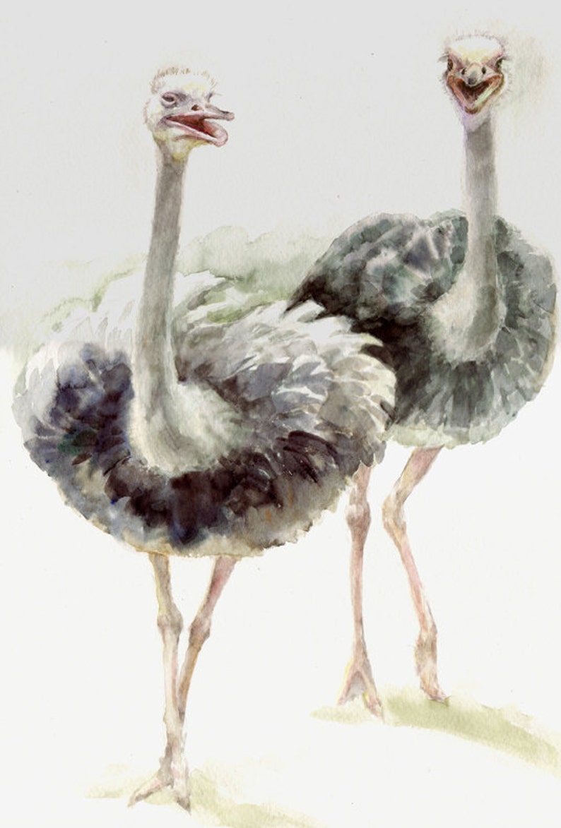Ostrichs -print From Original Watercolor Painting, Holiday Present ...