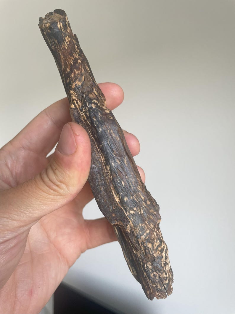 Extremely Rare Aged Sinking Oud – Fossilized Wild Agarwood (40+ Years ...