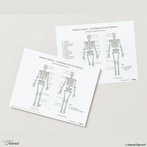 Anatomy Study Guide: Axial & Appendicular Skeleton (printable PDF ...