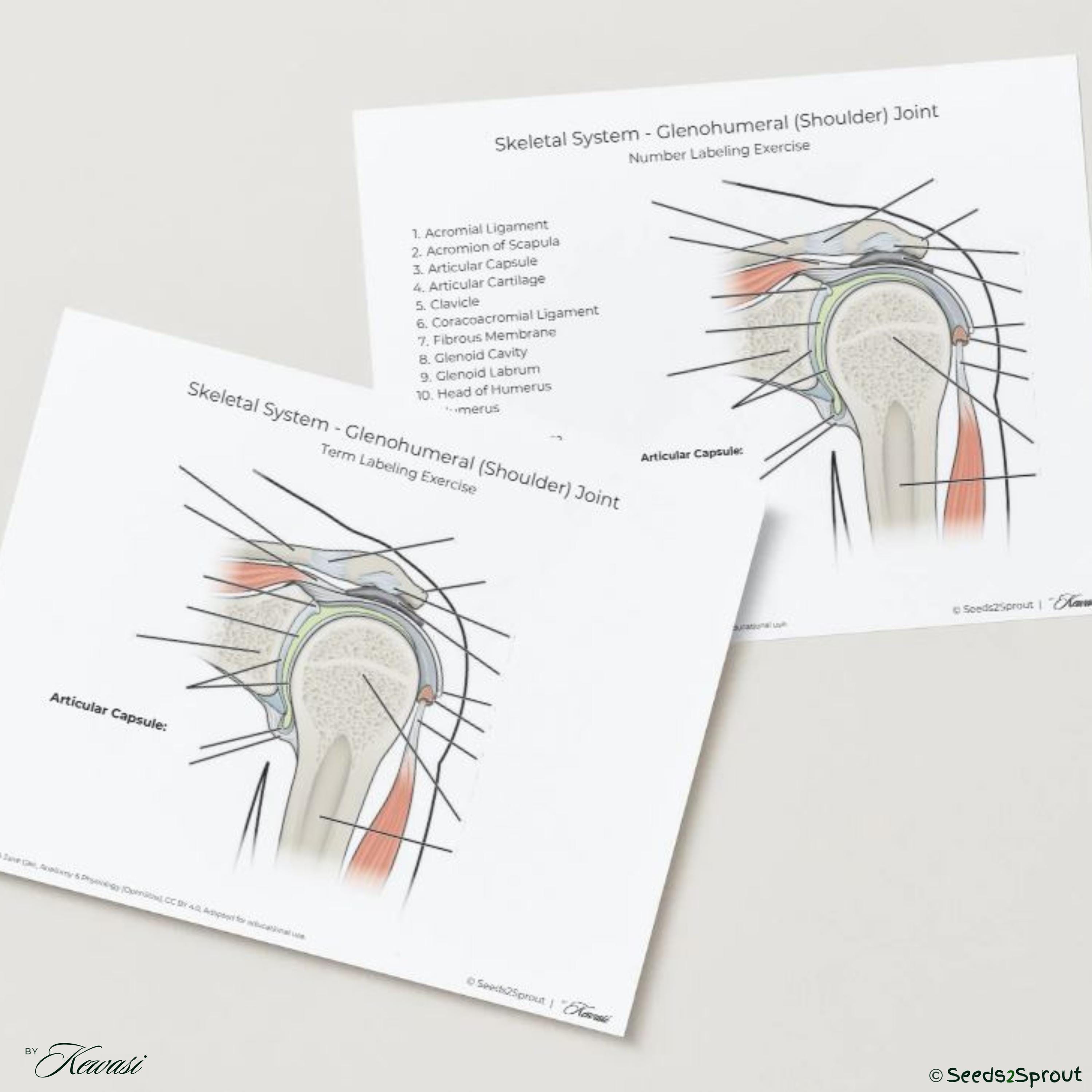 Shoulder Joint Anatomy Worksheets – Printable PDF With Labeling ...