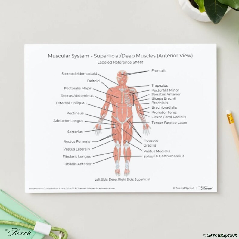 Printable Muscular System Diagram – Anterior View – Superficial & Deep ...