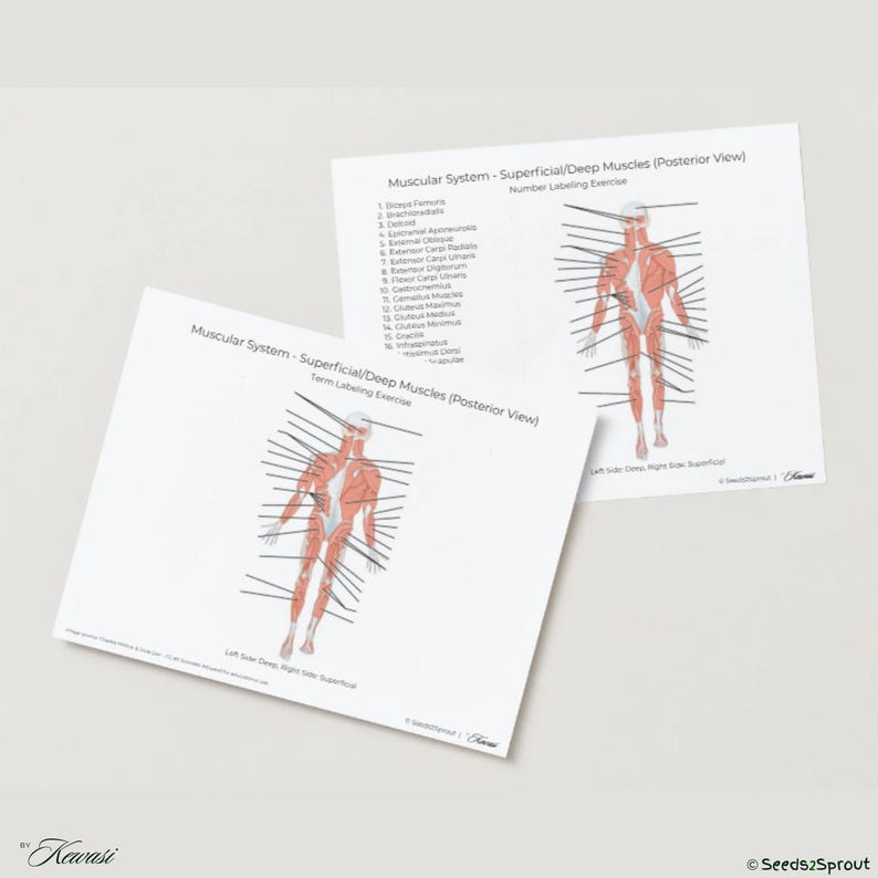 Printable Muscular System Diagram – Posterior View – Superficial & Deep ...