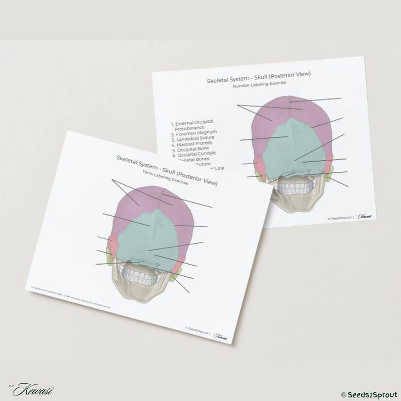 Skull Anatomy Worksheet – Posterior View | Label the Cranium | Skeletal ...