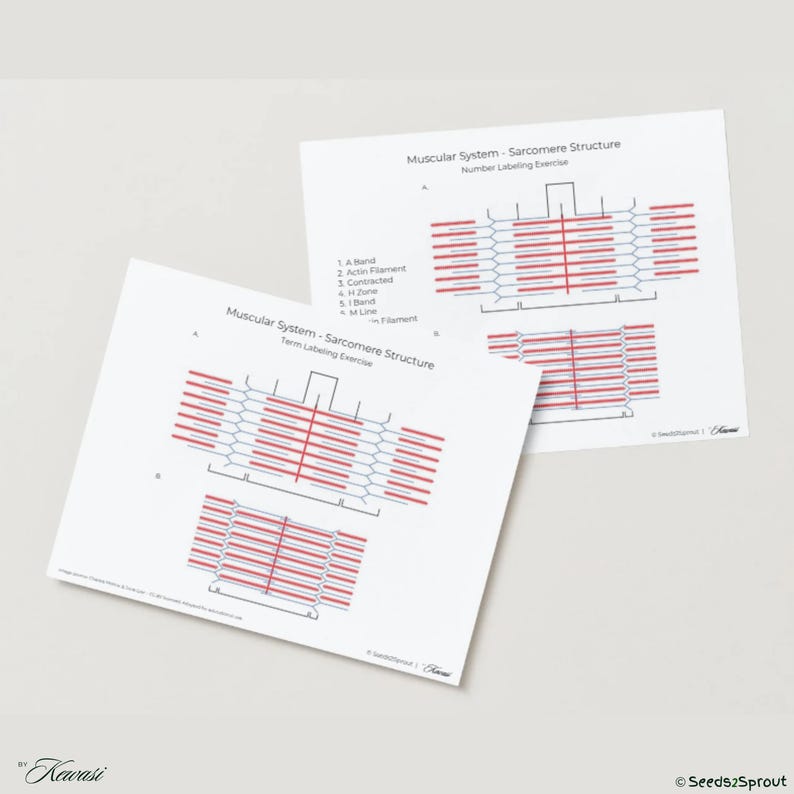 Sarcomere Structure Muscular System Anatomy Worksheet | Terms & Diagram ...