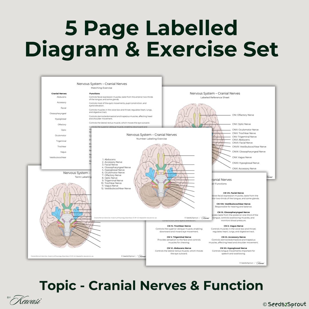 Cranial Nerves and Functions Anatomy Bundle: Digital and Printable ...
