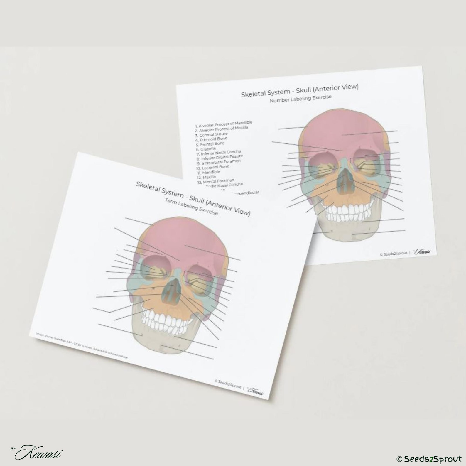 Anatomy Study Guide: Skull Anatomy – Label the Cranium, Skeletal System ...