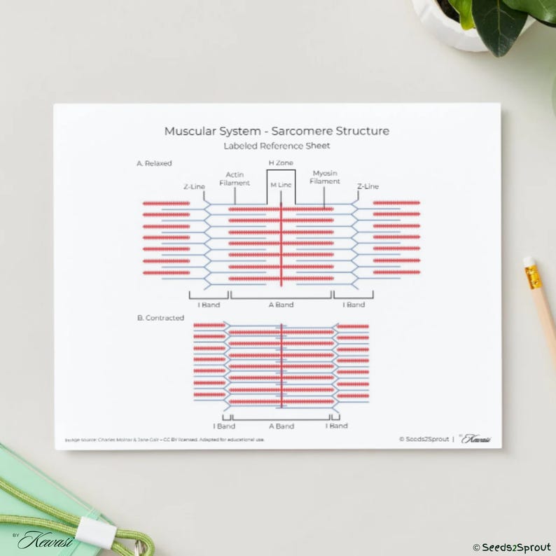 Sarcomere Structure Muscular System Anatomy Worksheet | Terms & Diagram ...