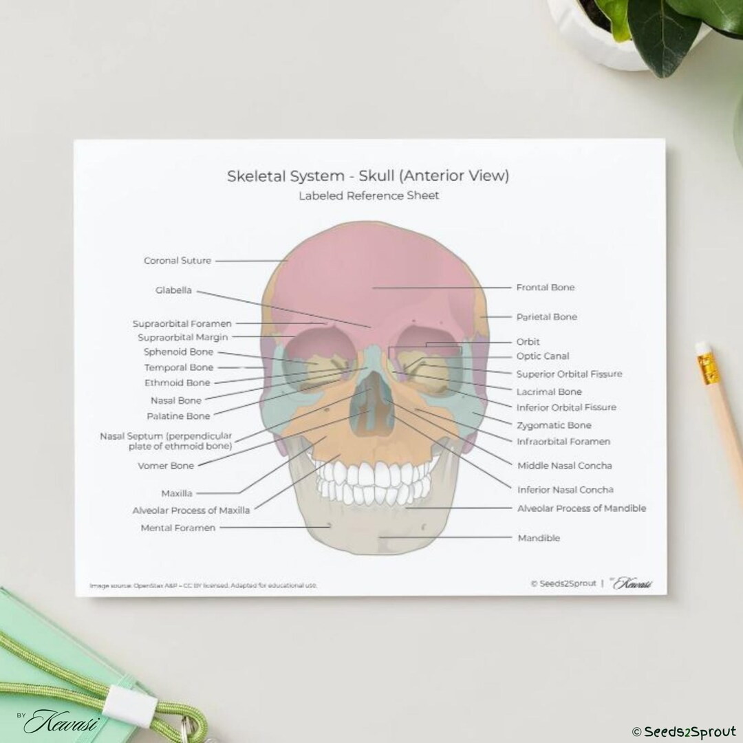 Anatomy Study Guide: Skull Anatomy – Label the Cranium, Skeletal System ...