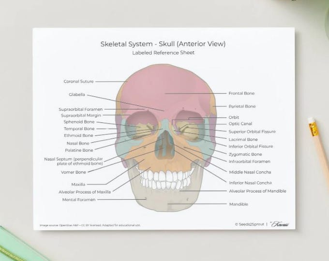 Anatomy Study Guide: Skull Anatomy – Label the Cranium, Skeletal System ...