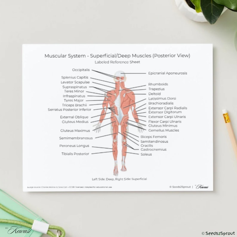Muscular System Diagram: Posterior View Anatomy Study Guide (printable ...