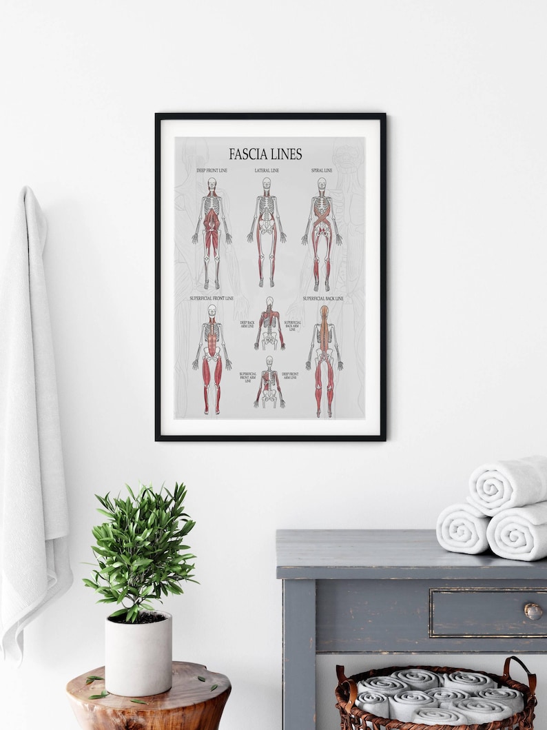 Fascia Lines Anatomy Poster, Deep & Superficial Body Lines, Lateral ...