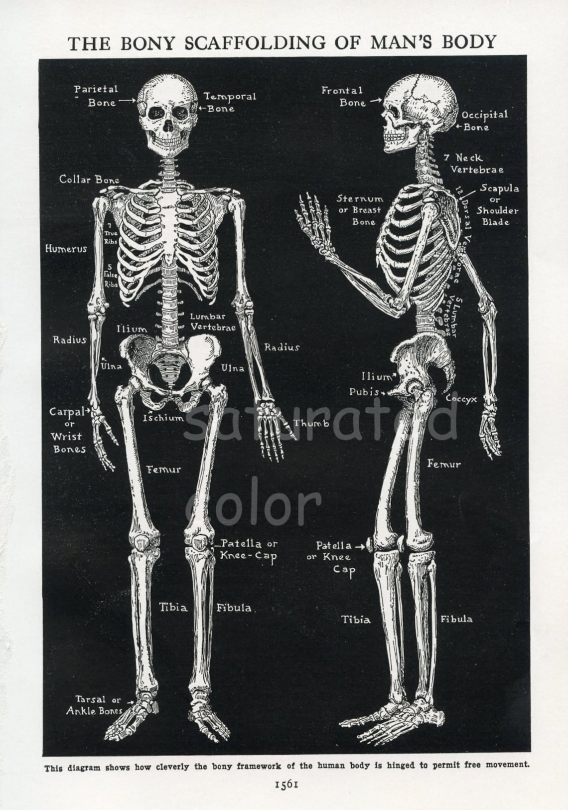 Human Skeleton Anatomy Vintage 1940s High Res DIGITAL IMAGE Diagram ...